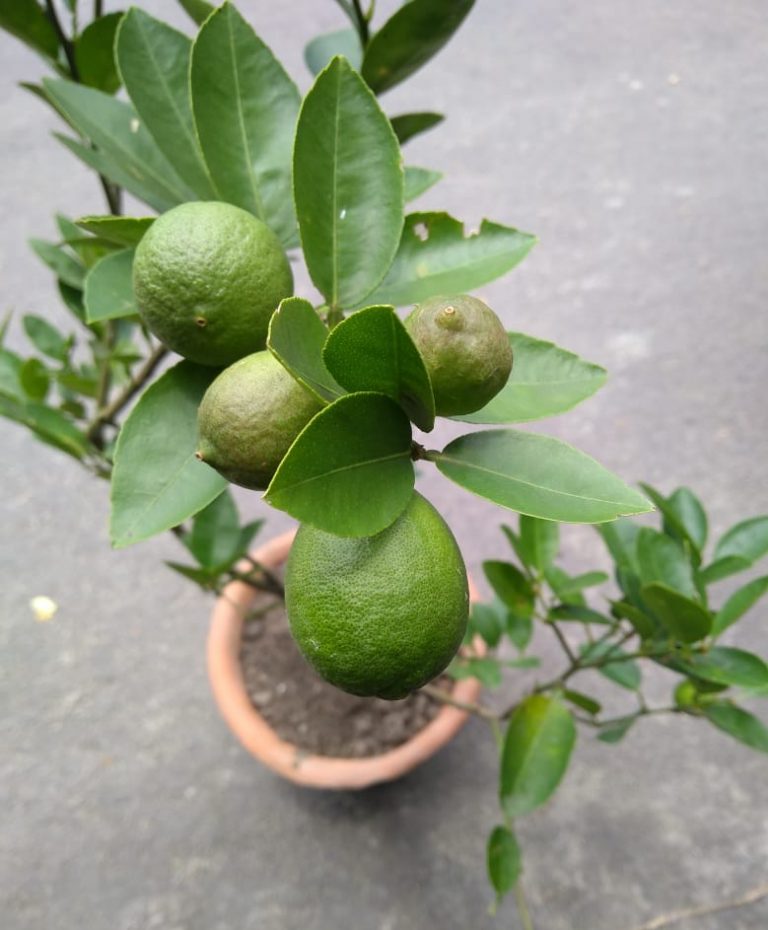 Acid Lime (Kagji lebu) – Leafy Greens Initiative