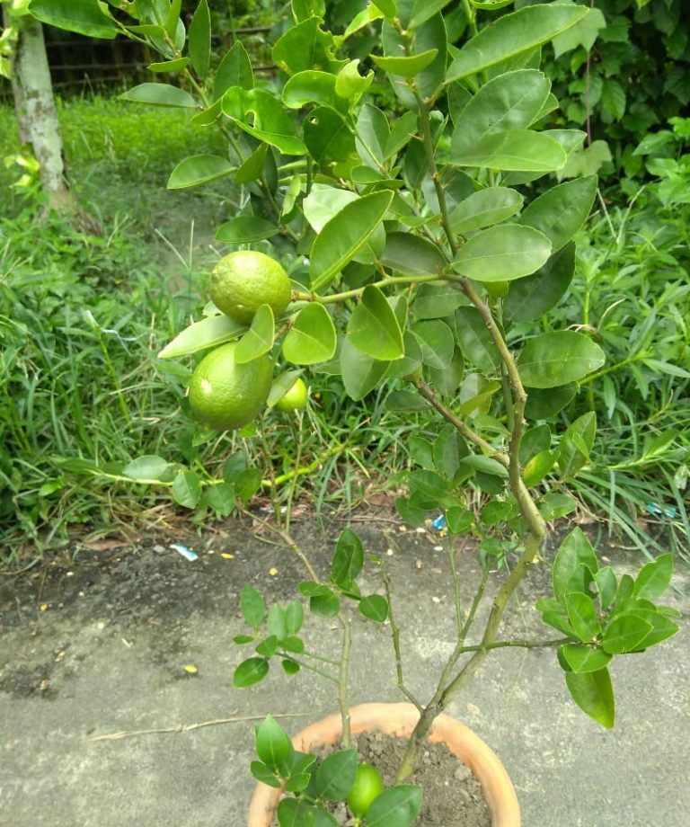 Acid Lime (Kagji lebu) – Leafy Greens Initiative