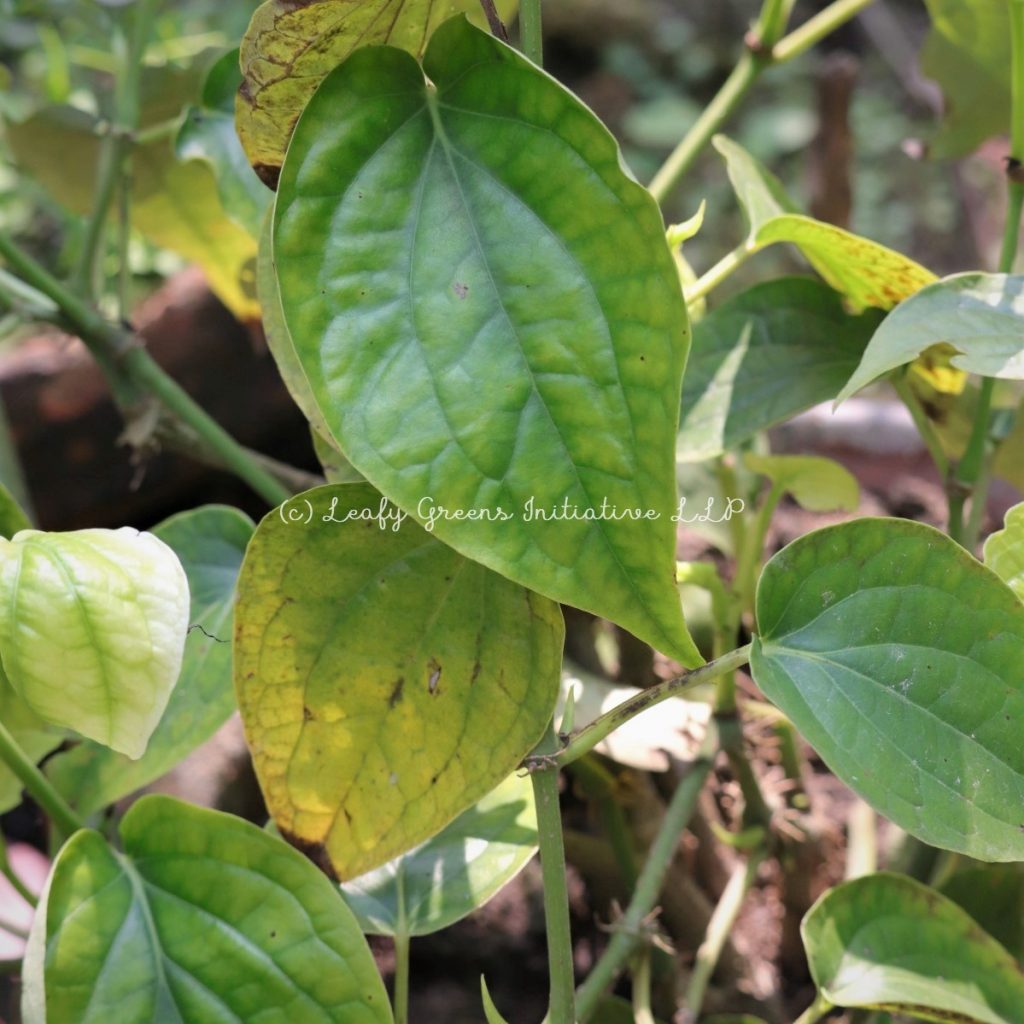 Cinnamon Tree (দারুচিনি) – Leafy Greens Initiative