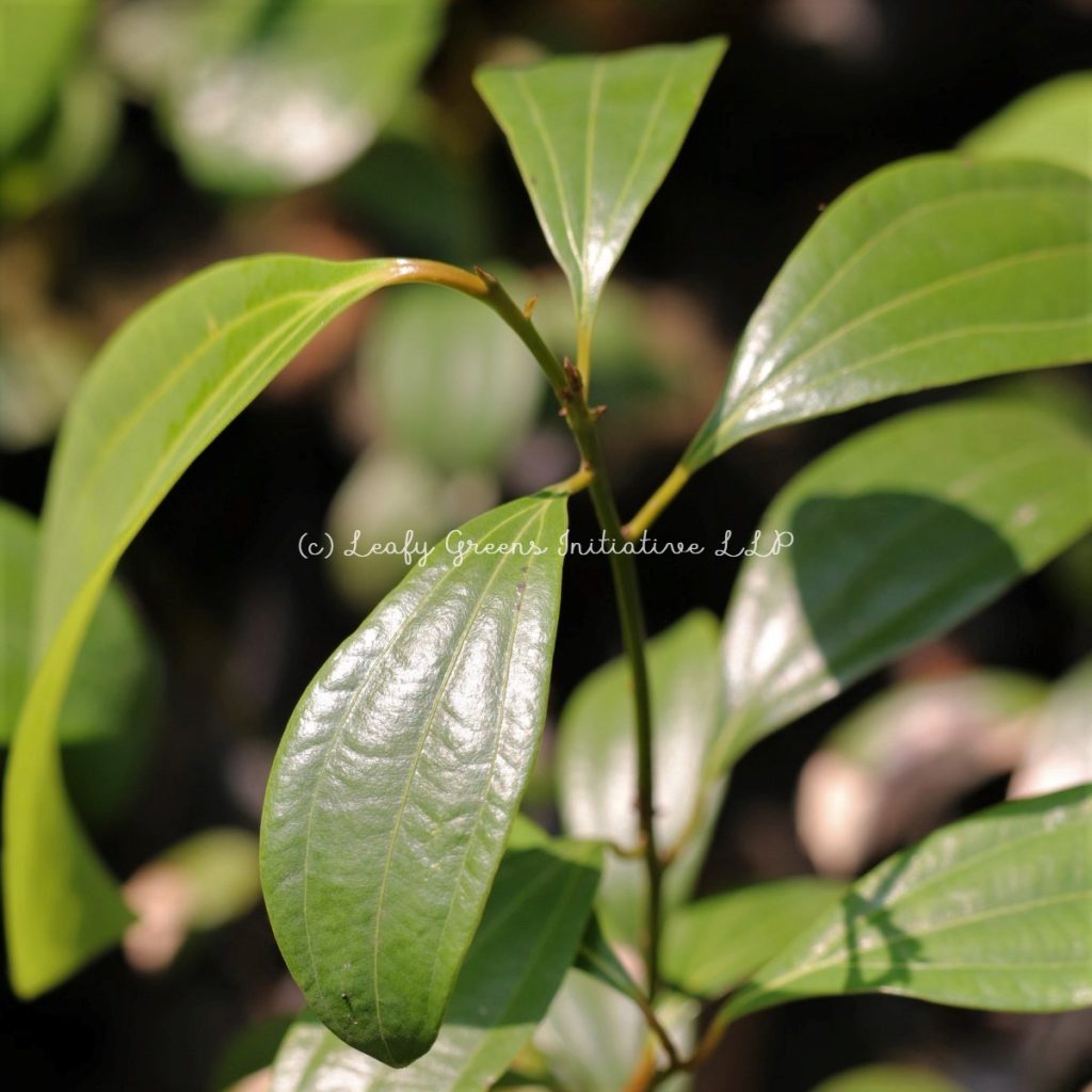 Medicinal Plants – Leafy Greens Initiative